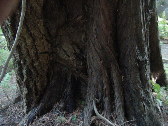 1- Douglas Fir is the tallest tree in Puget Sound, growing to over 300 ...