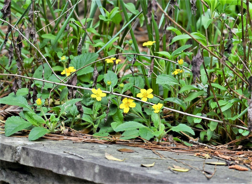20 Easy Shade-Tolerant Native Southern Groundcovers