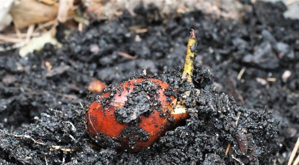 Grow a Native Buckeye Tree from Seed