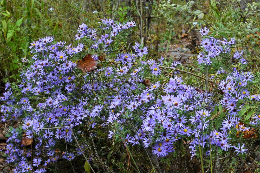 A Handful of Late Blooming Fall Native Plants