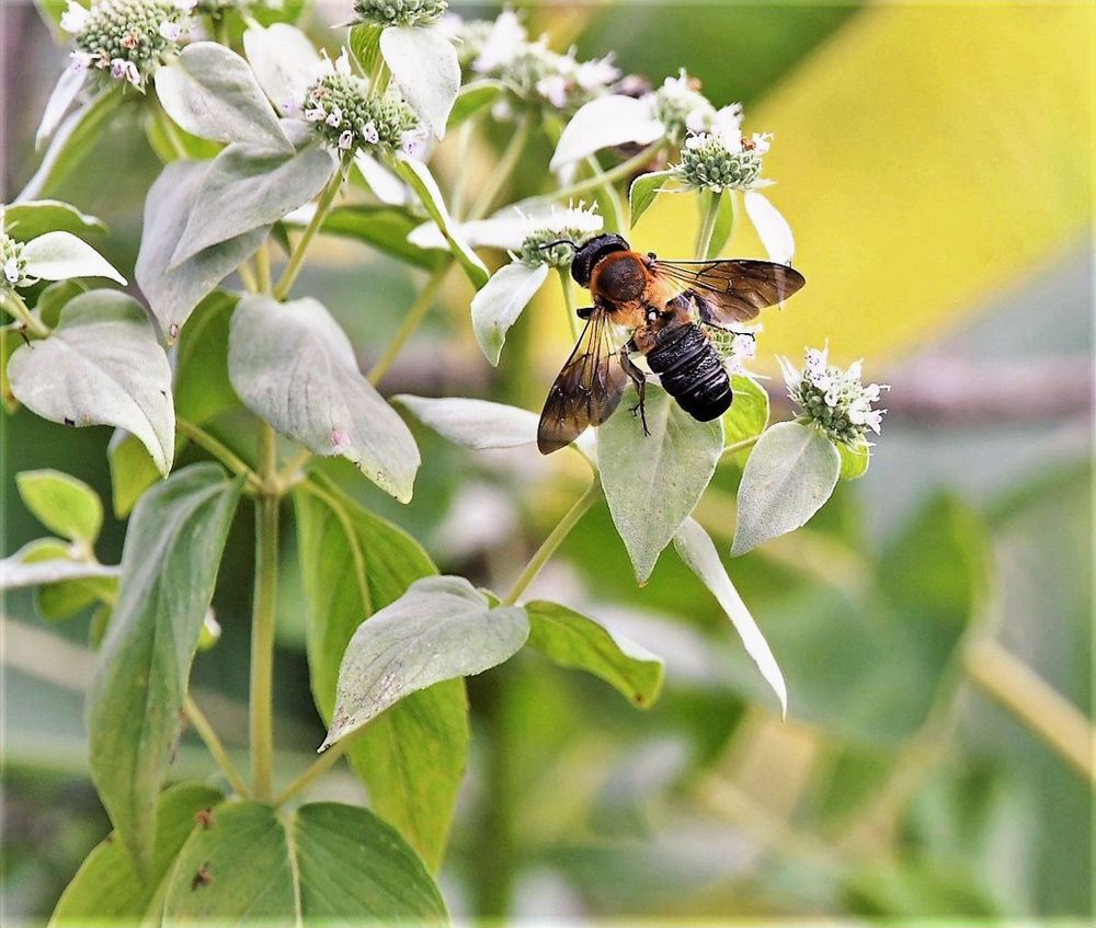 Have You Seen a Non-Native Invasive Sculptured Resin Bee In Your Yard?