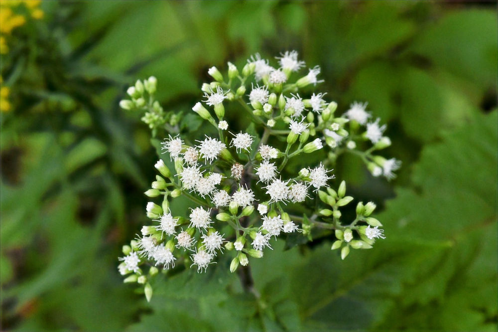 White Snakeroot - a Dangerously Pretty Native Plant!