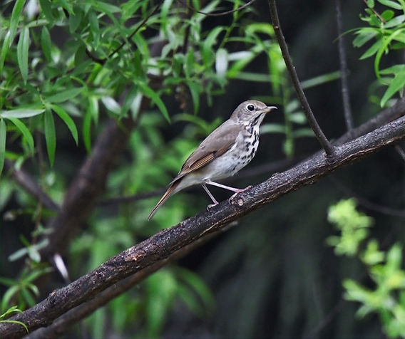hermit thrush