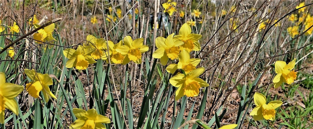 The Daffodil Dilemma in My Wildlife Sanctuary