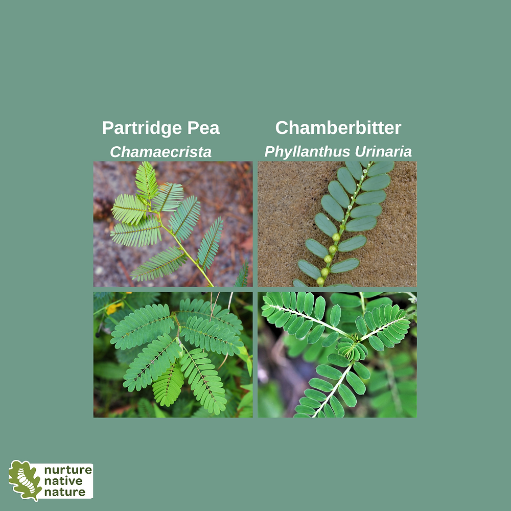 Native Partridge Pea and Invasive Chamberbitter Look Similar yet are ...