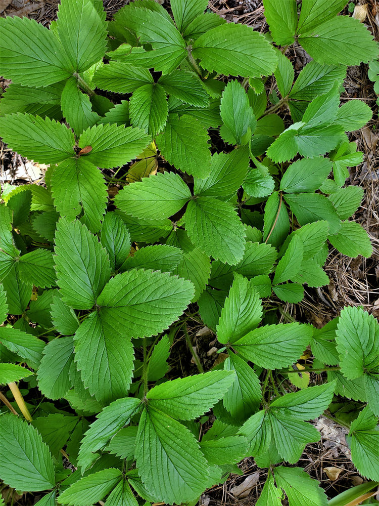 Native Strawberry Fields Forever