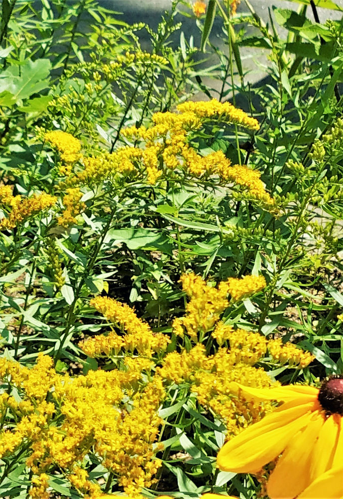 Why Goldenrod is Native Plant Gold