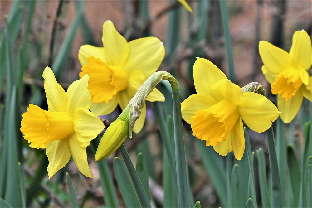 The Daffodil Dilemma in My Wildlife Sanctuary