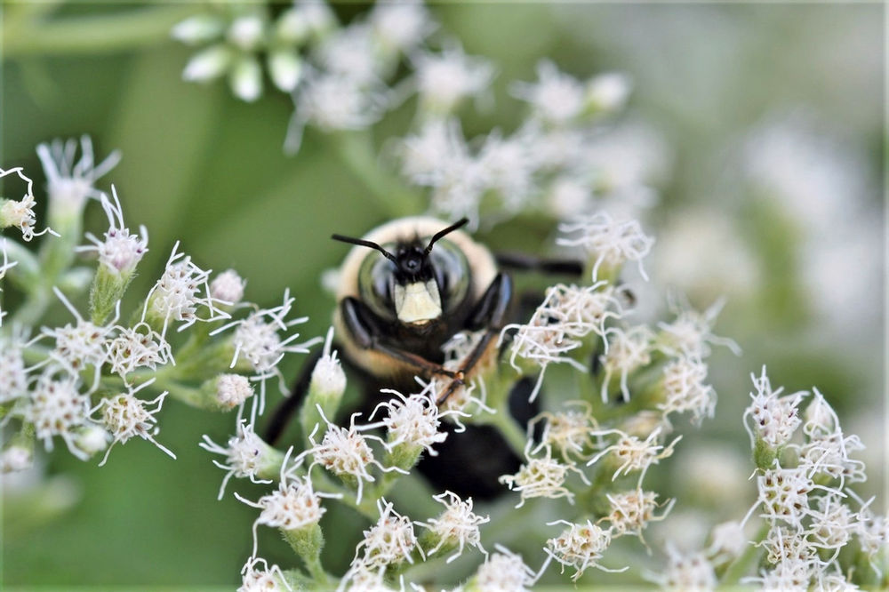 Boneset is a Thoroughly Valuable Native Plant