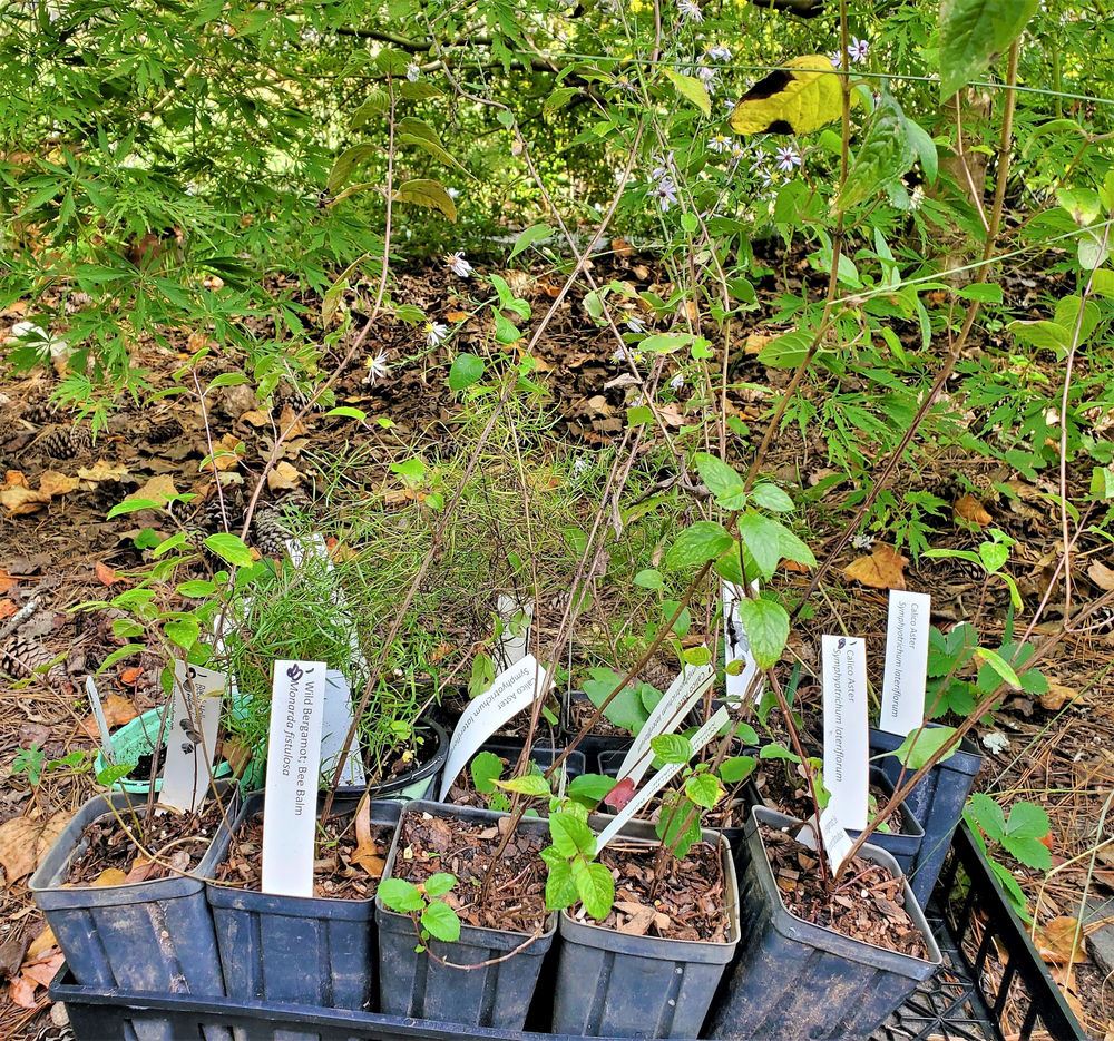 Atlanta Area Spring 2021 Native Plant Sales and Nurseries