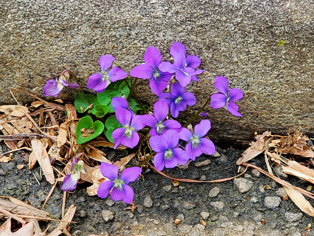 You Can Only Have a Native Violet Bouquet if You Grow It