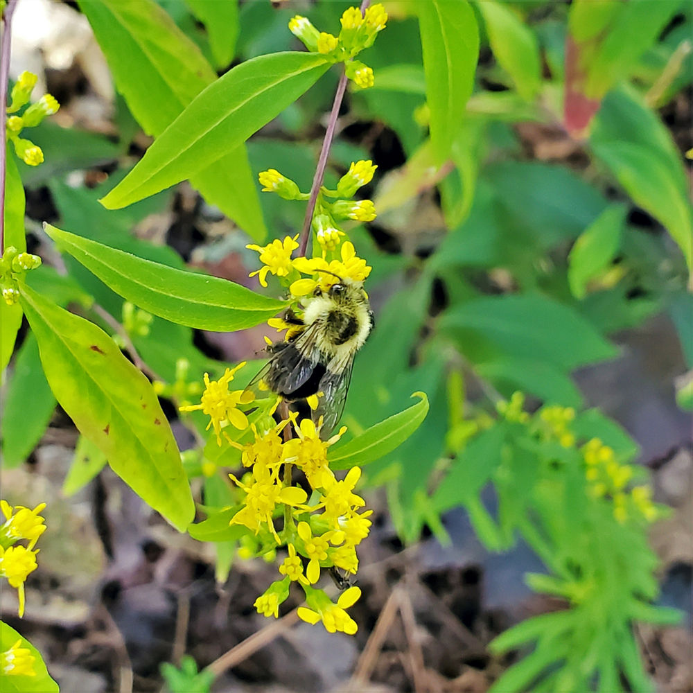 Nine Bright and Easy Native Goldenrods to Add to Your Atlanta ...