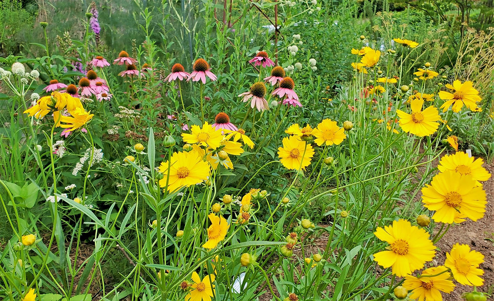 Reasons to Certify Your Rewilded Yard