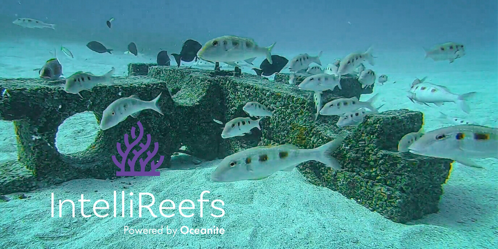 Blue Carbon Reef Innovations