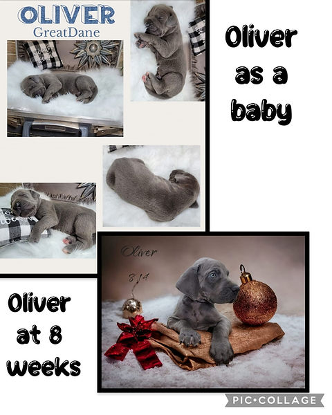 Great Dane Puppies | Grabill Indiana | Danes and Doodles LLC