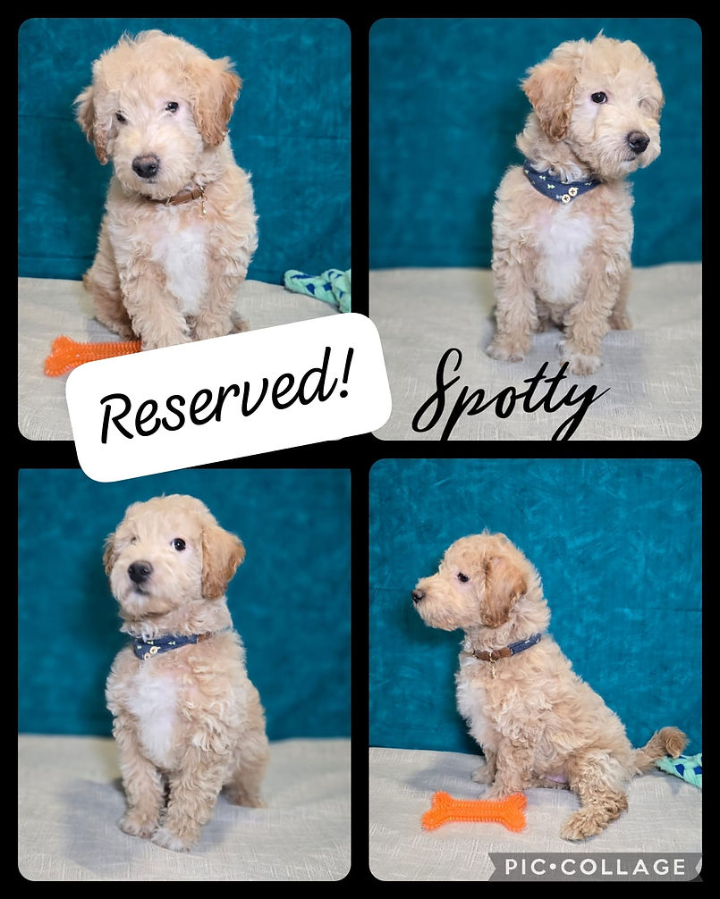 Goldendoodle Puppies | Grabill Indiana | Danes and Doodles LLC