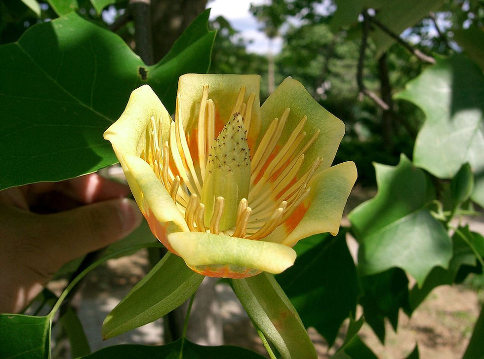 Tulip Tree Arnold Columnar