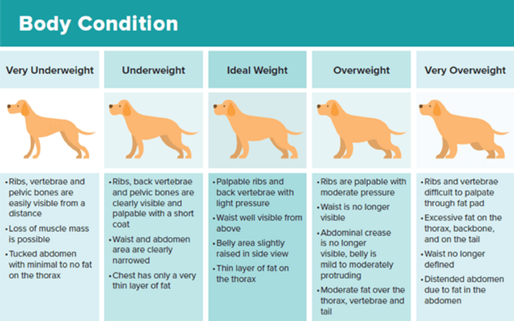 Managing your pet’s weight to help alleviate joint discomfort