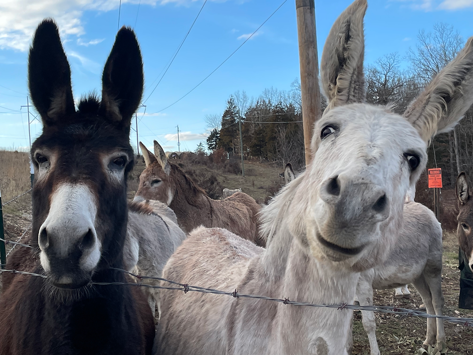 How We Help Rescue Donkeys | Peaceful Pastures Donkey Rescue | MO