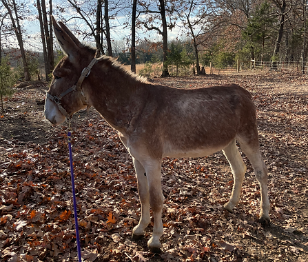See our rescue donkey recovery | Peaceful Pastures Donkey Rescue | MO