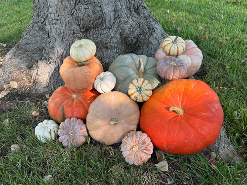1 to 15 Pumpkins (HT & CO Clients: Hues of the Seasons) | Mission Compost