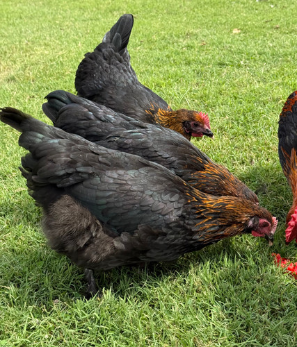 Buy French Black Copper Maran Chickens - Day Old Chicks | Davidson ...