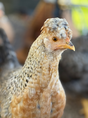 Cream Crested Legbar Chicks - Female - Day Old Chicks - Shipping ...