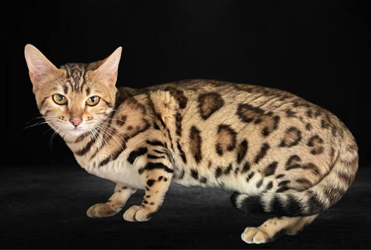 Bengal characteristics - Are they suitable for your lifestyle?