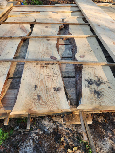 Pine slabs with live edges | American Forester