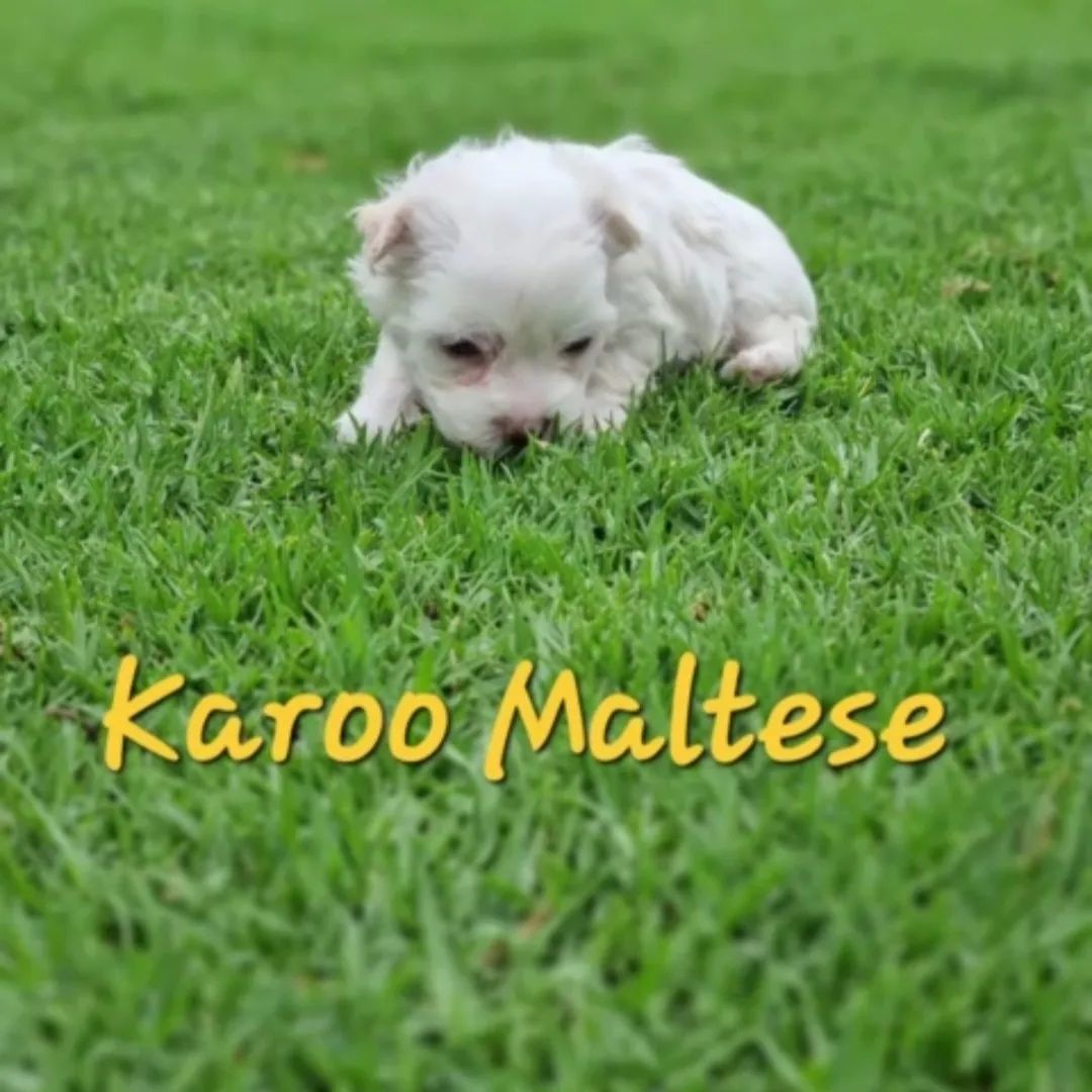 New Arrivals Maltese Puppies Cape Town! | Karoo Maltese