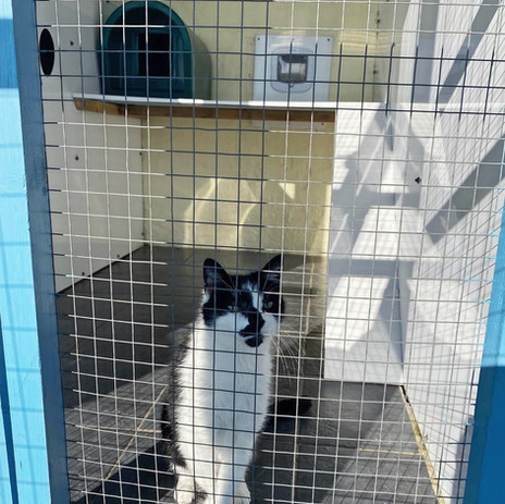 Gallery | Lodge Farm Cattery