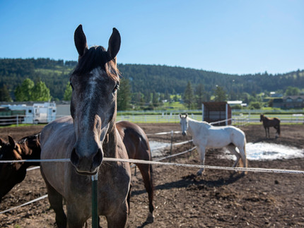 Dressage Barn | Ashley Creek Stables | Kalispell