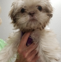 Vet | Animal Birth Control Clinic | United States