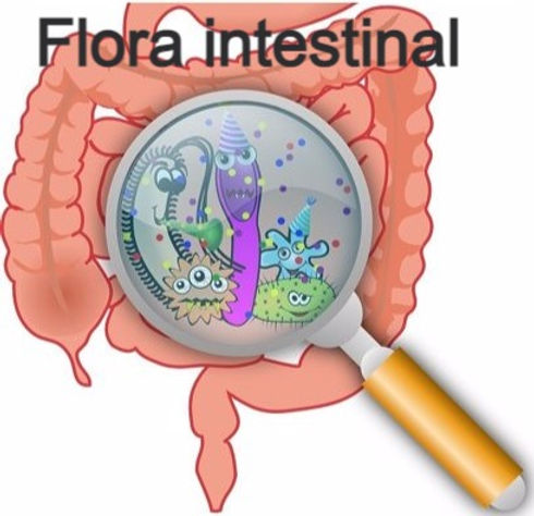que es microflora intestinal