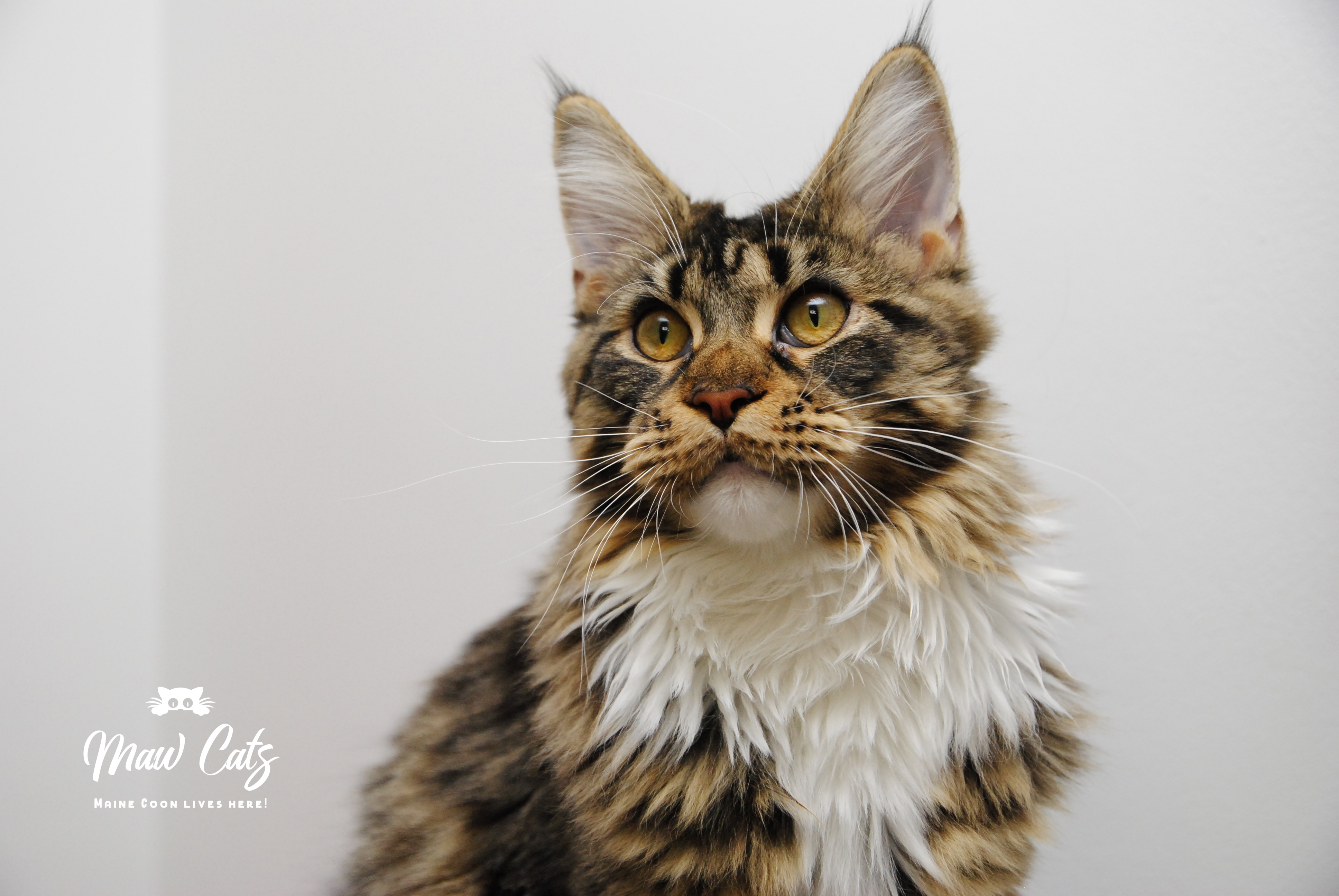 Maine Coon | Romania | Www.maw-cats.ro