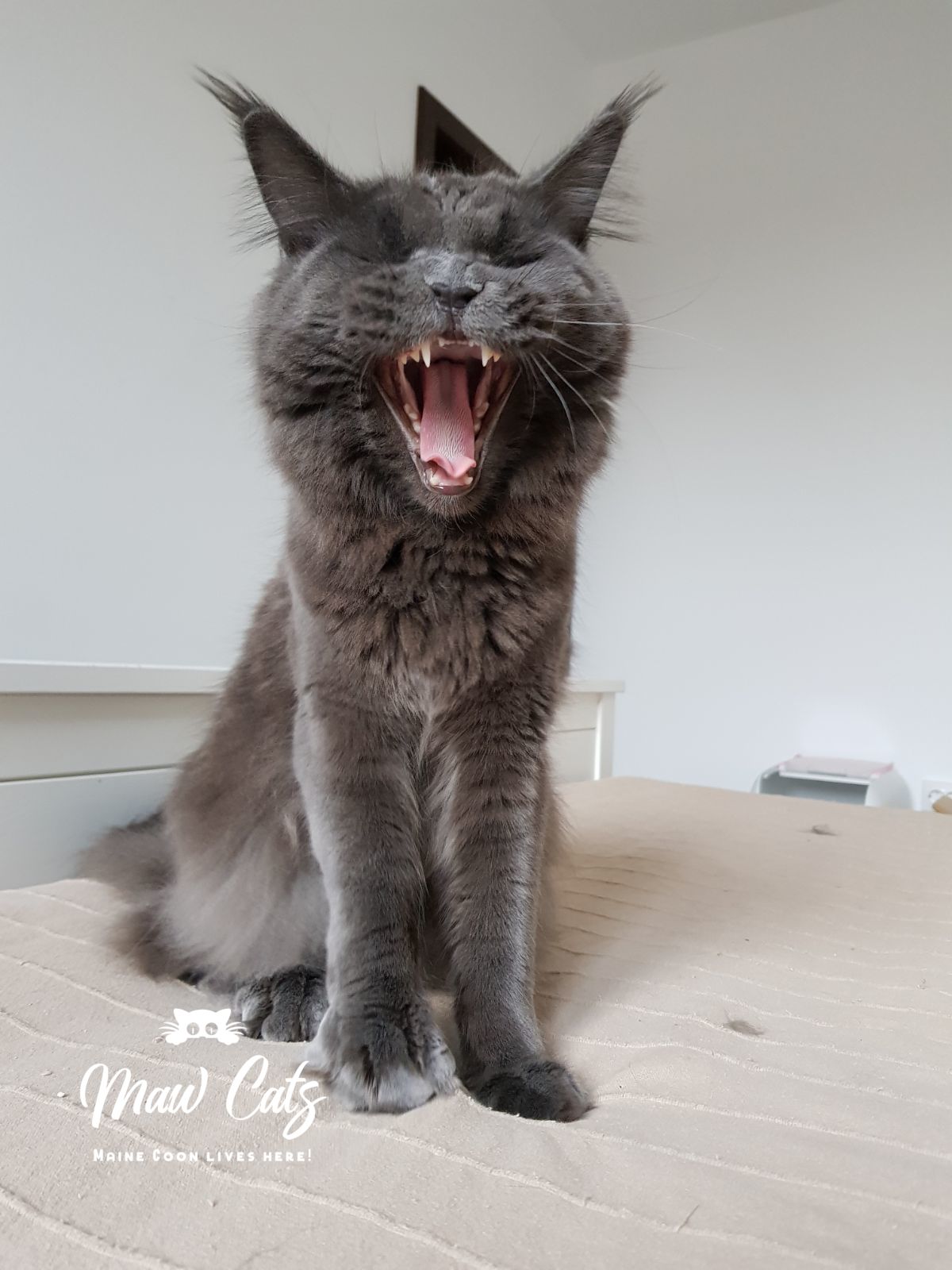 Maine Coon | Romania | Www.maw-cats.ro