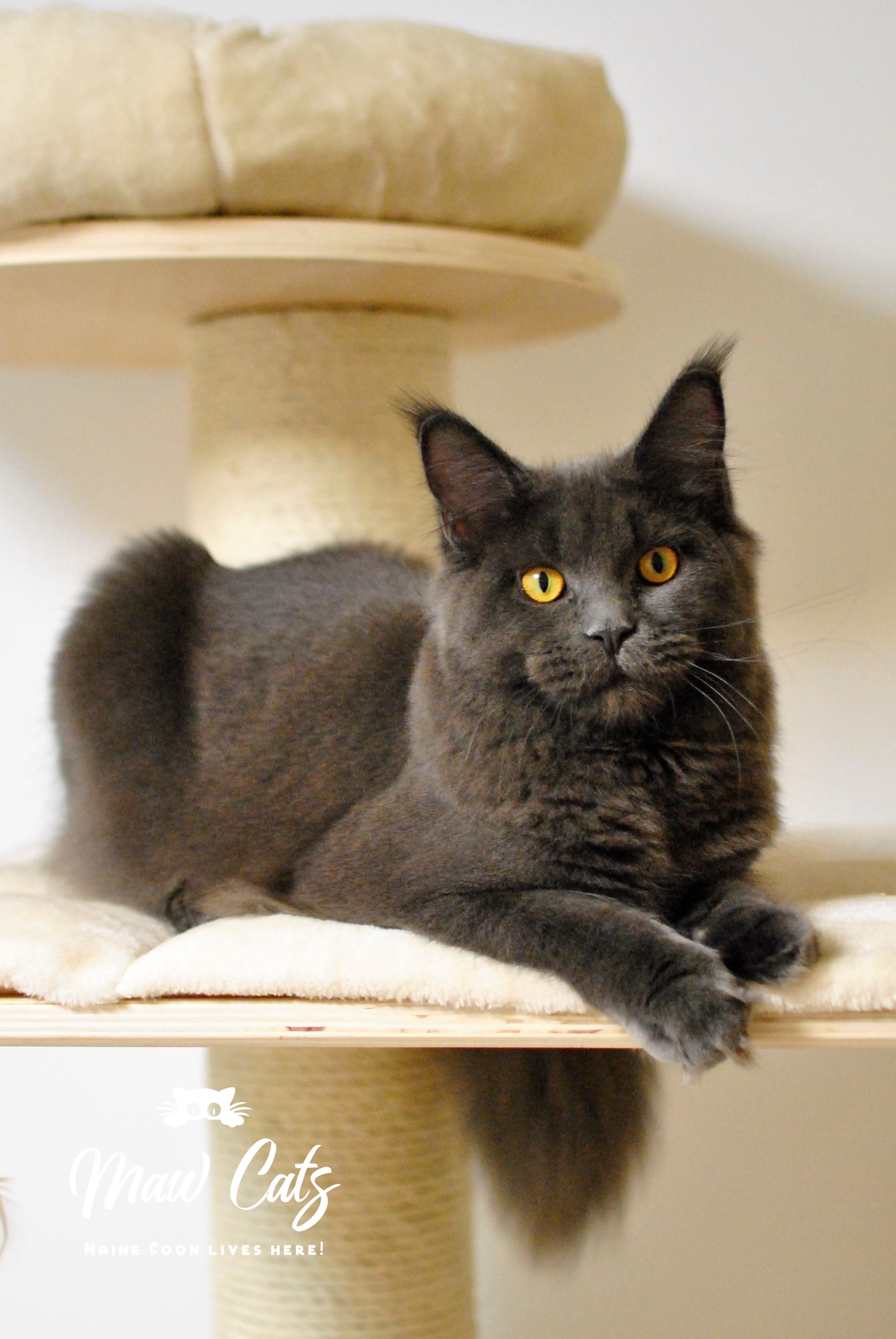 Maine Coon | Romania | Www.maw-cats.ro