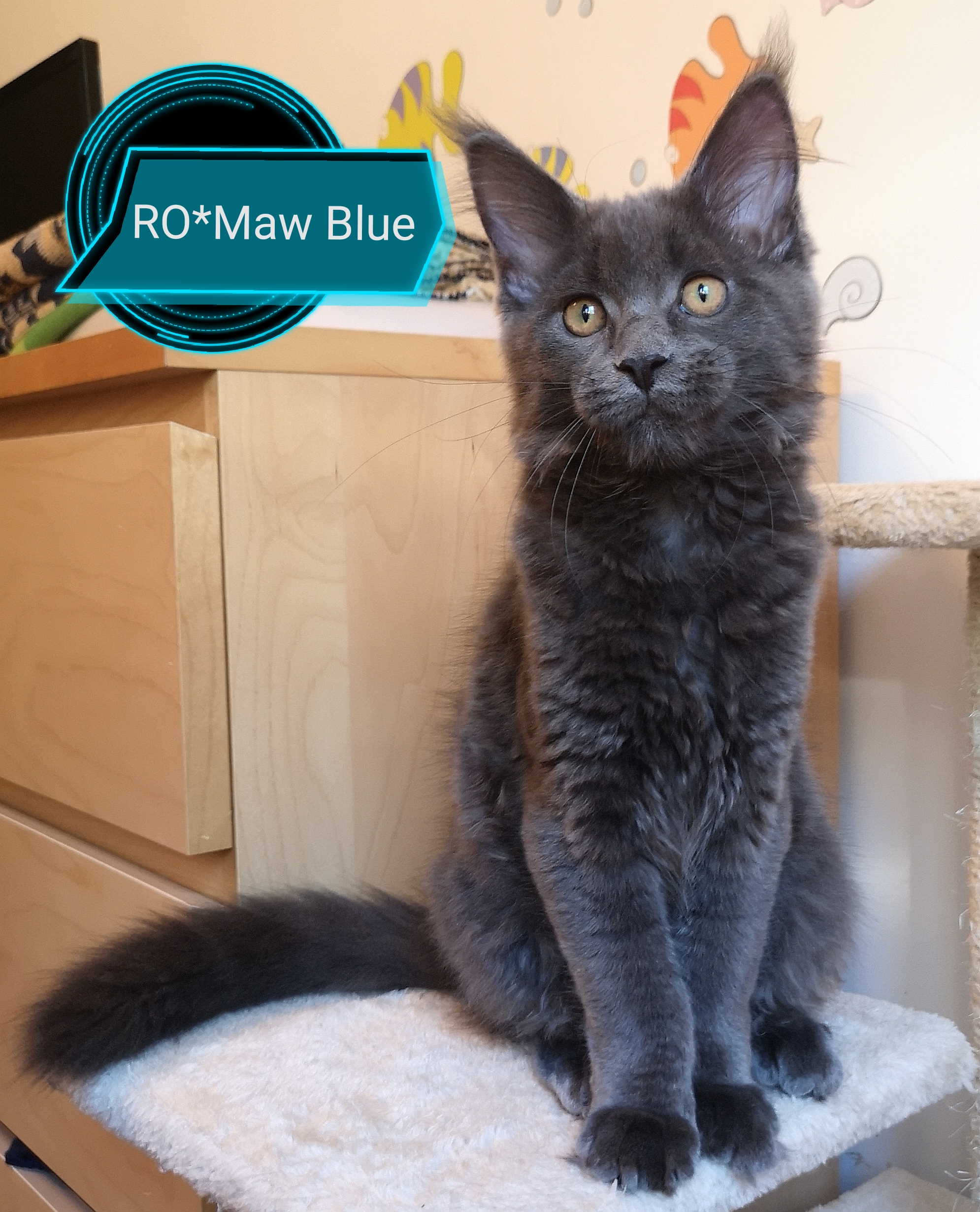 Current litters | Maw Cats