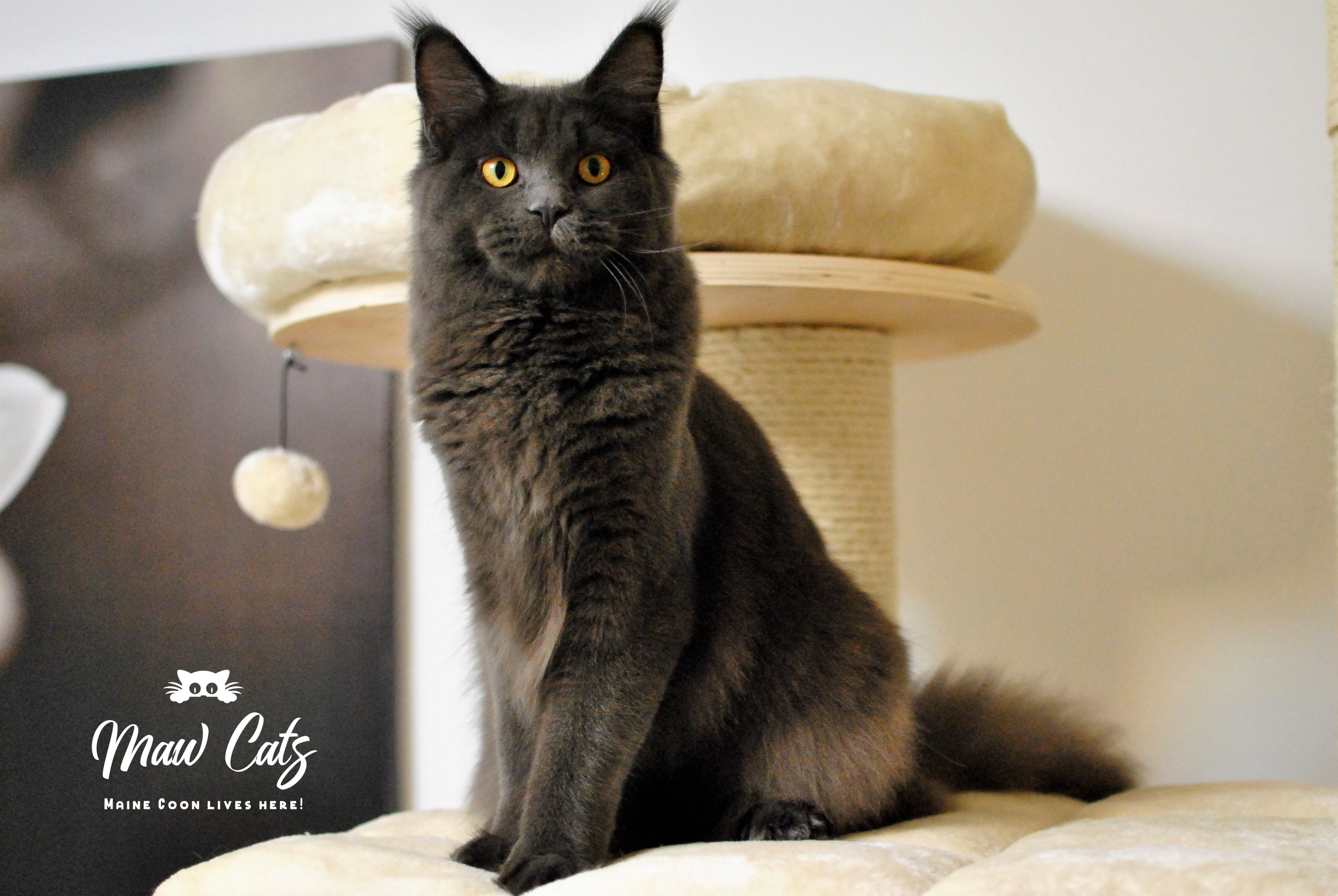 Maine Coon | Romania | Www.maw-cats.ro