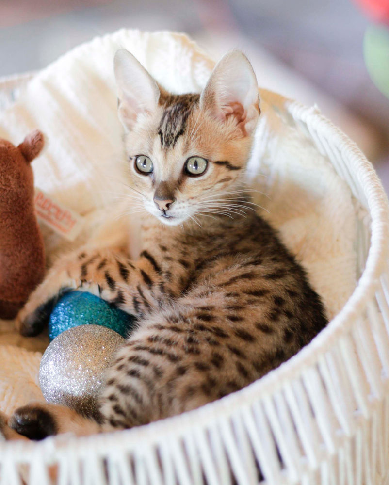 Why purchase an SBT Savannah Cat?