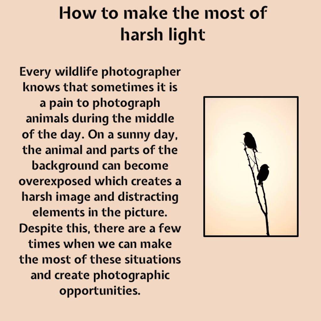 14. Making the Most of Harsh Light