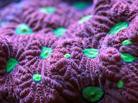 Favites (Favites Abdita & Pentagona) | ACQUA Distribuidora