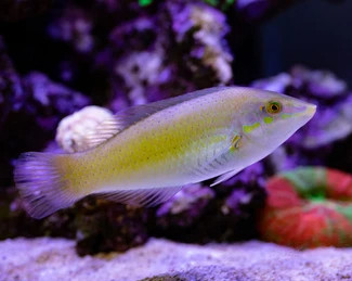 Wrasse Coris Green (Halichoeres chloropterus) | ACQUA Distribuidora