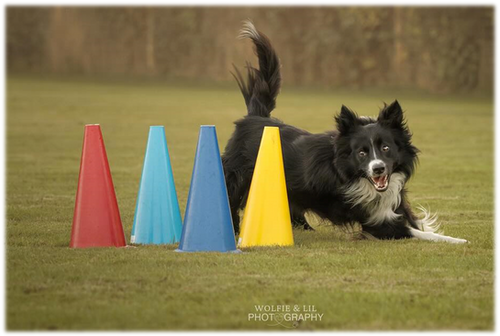 40cm Tall Cones | Odd Dog Co.