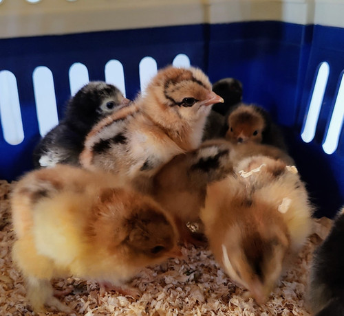 Brahma Chick | Rosewood Chooks