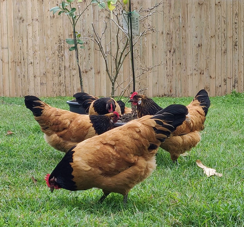 Vorwerk Pullet | Rosewood Chooks