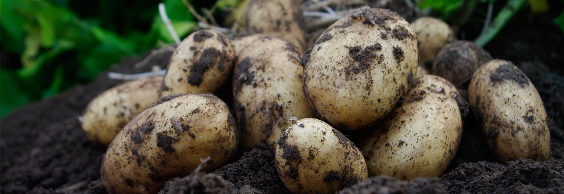 Seed Potatoes