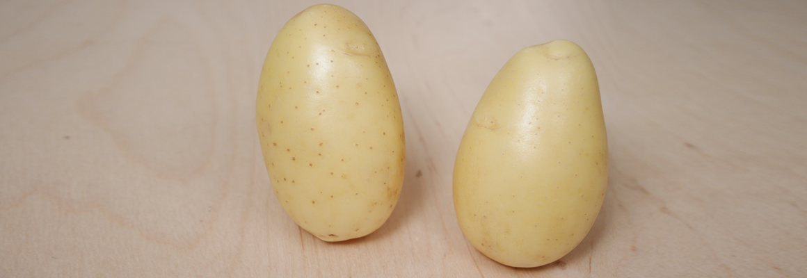 Seed Potatoes
