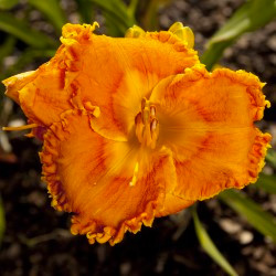 Sun Scream (2) | thedaylilystore