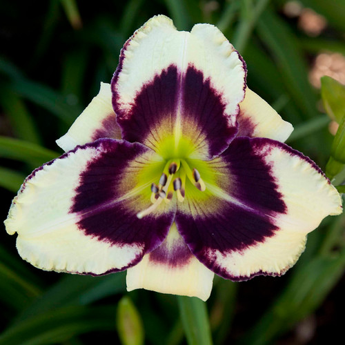 Black Mingo (2) | thedaylilystore